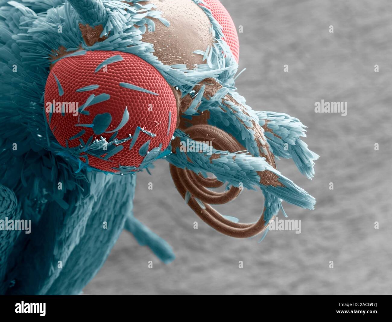 Moth head, coloured scanning electron micrograph (SEM). The large ...