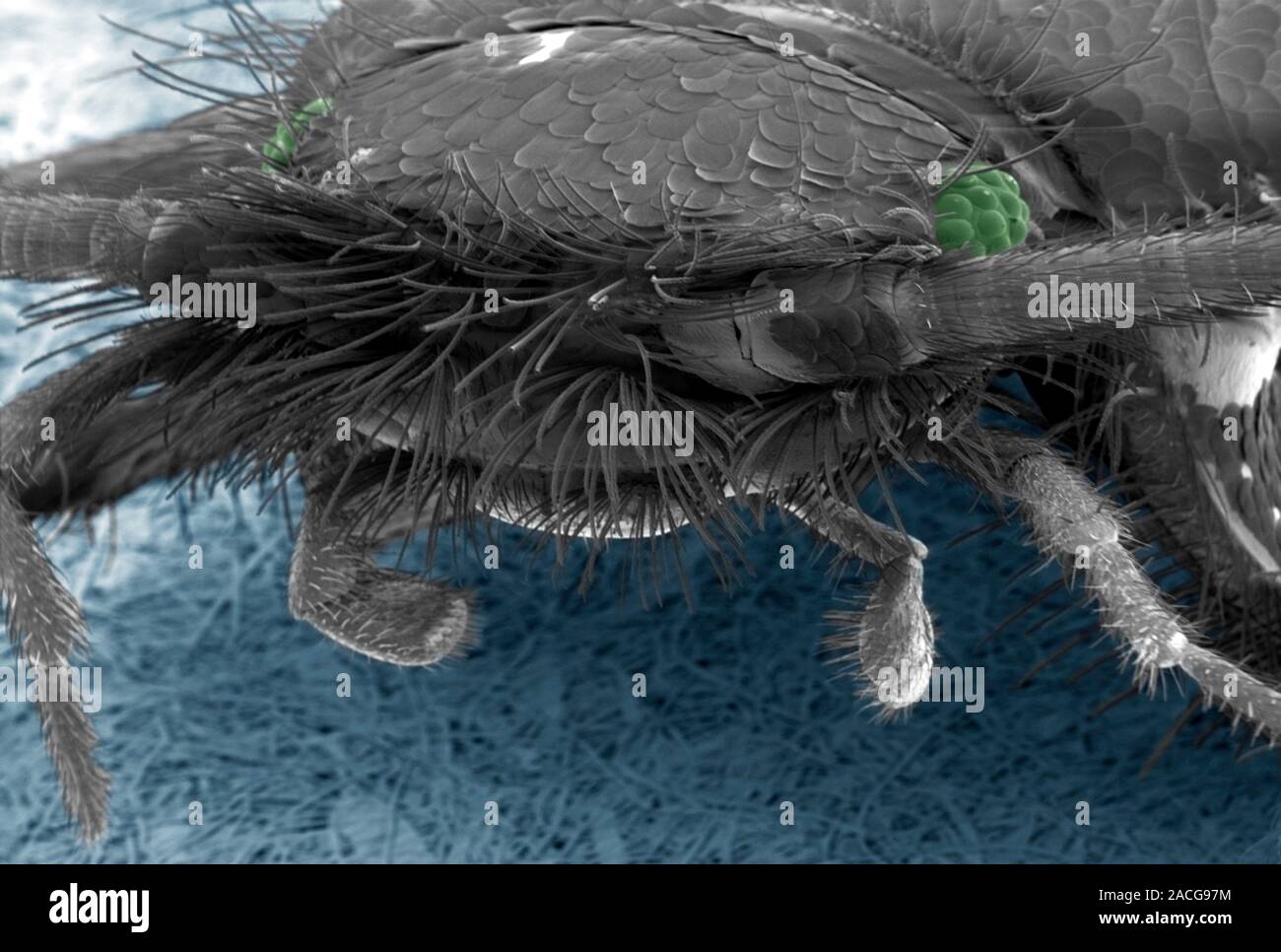 Silverfish head. Coloured scanning electron micrograph (SEM) of the ...