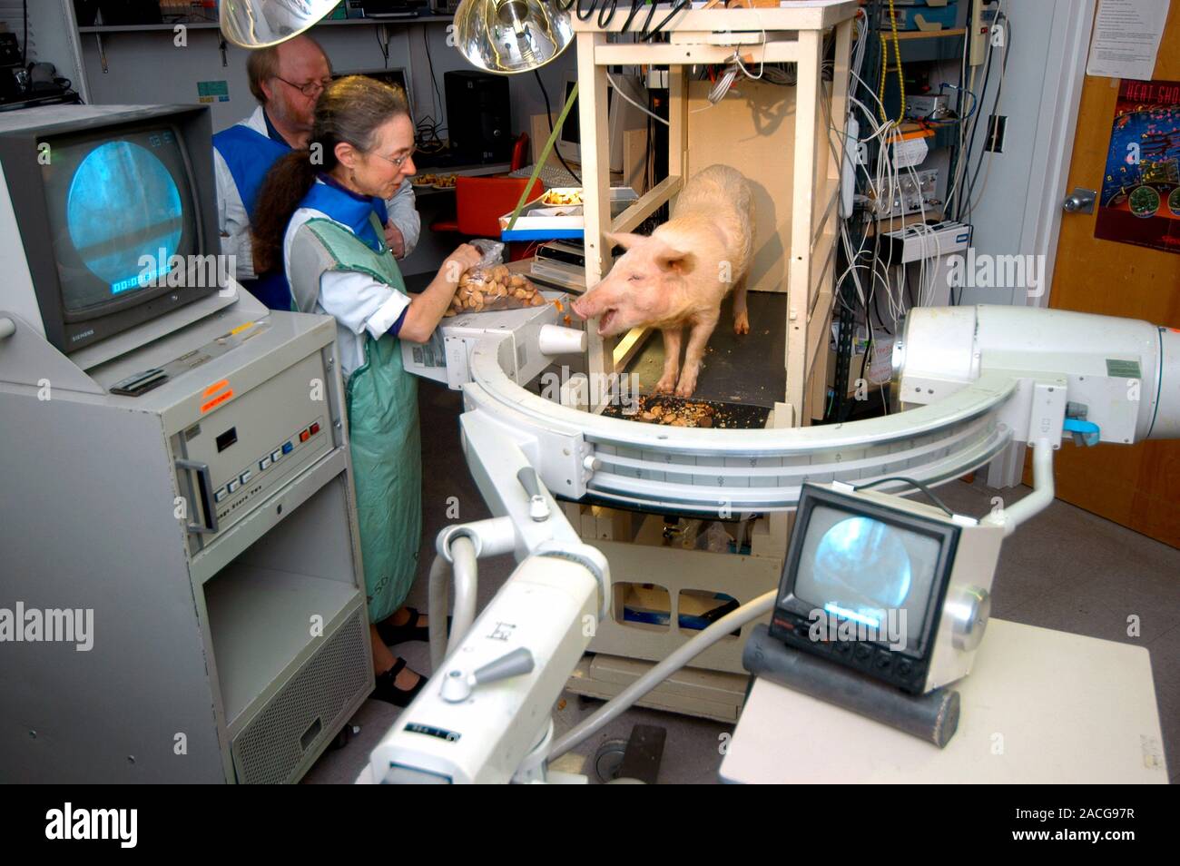 Pig anatomy research. Researchers studying the facial structure of the ...
