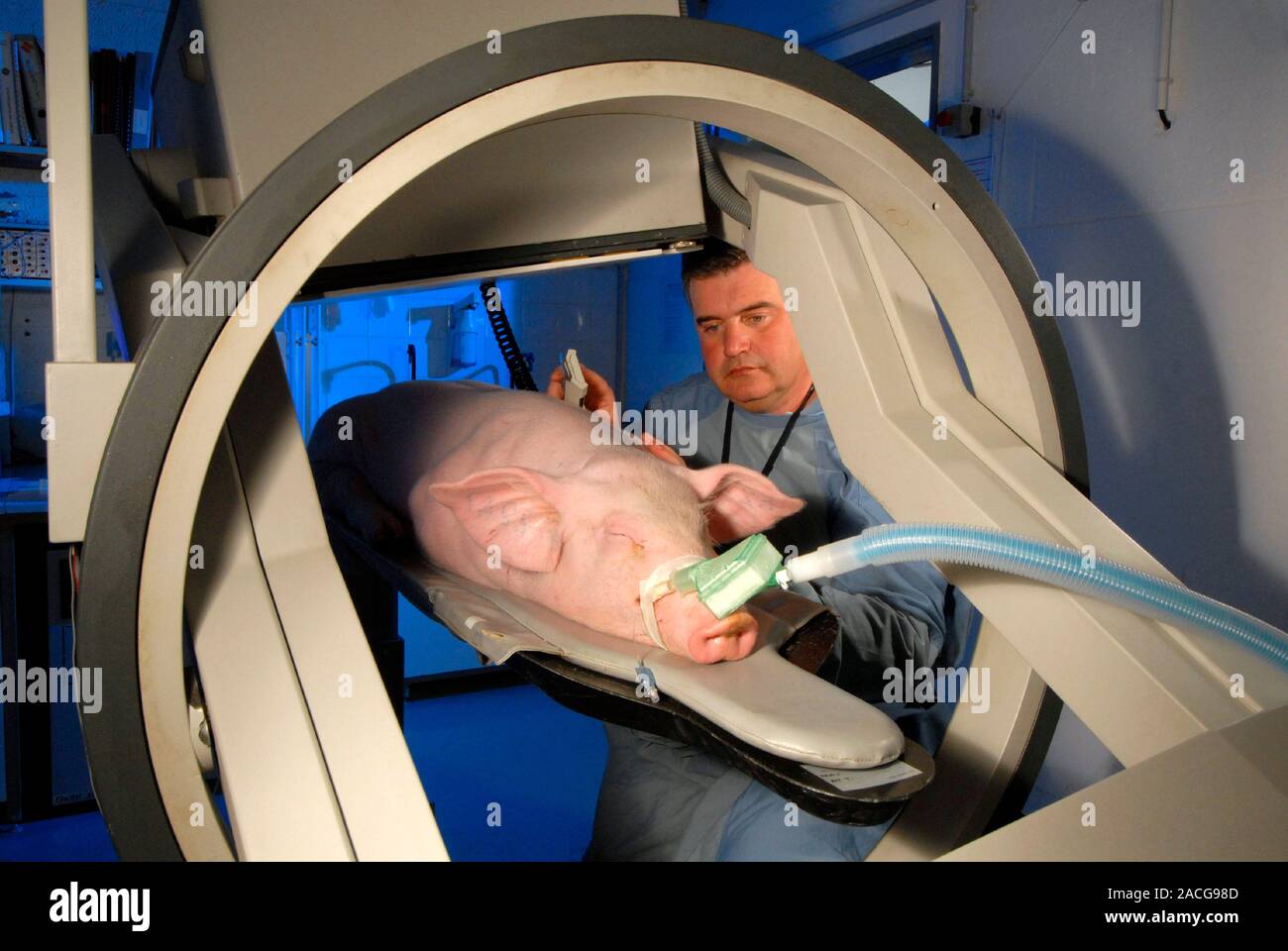 Gastric stimulation research. Pig being used in research into ...