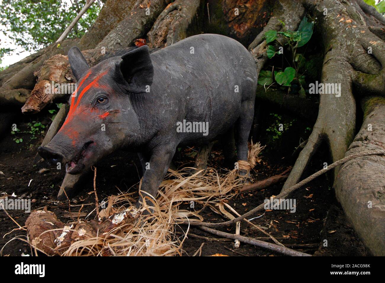 Kapia pig. This type of pig is found on the Pacific island of Tanna ...