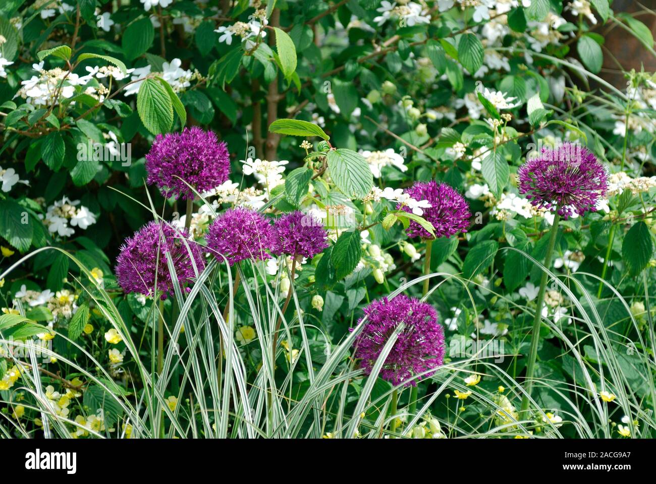 Foliage and flowers of Ornamental Onions (Allium), Hydrangea mariesii ...