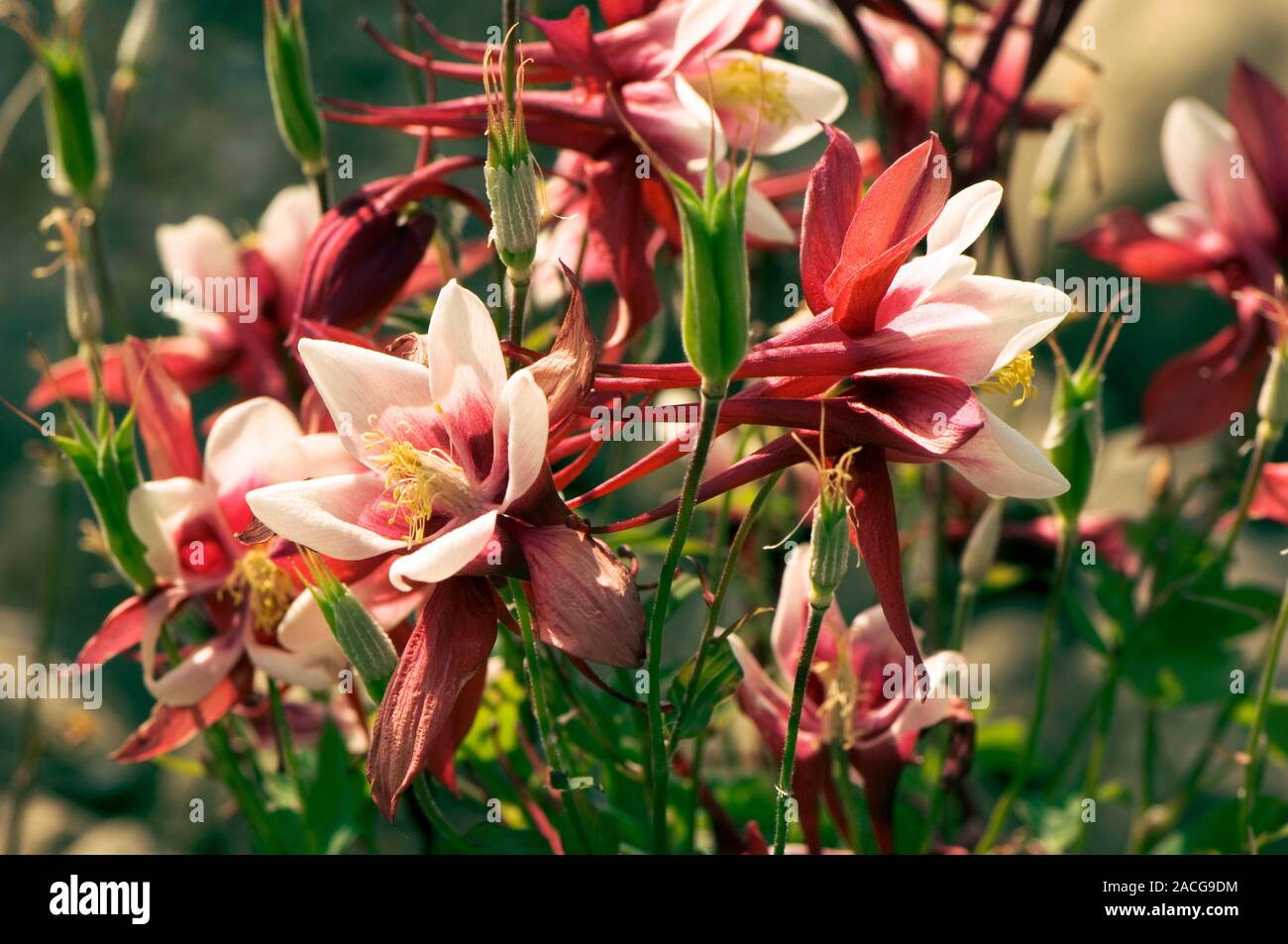 Flowers of Columbine (Aquilegia caerulea 'Red Hobbit' Stock Photo - Alamy