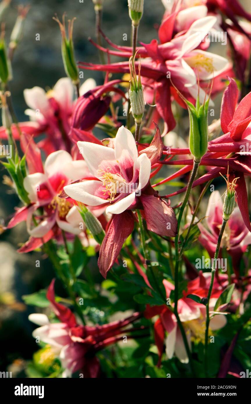 Flowers of Columbine (Aquilegia caerulea 'Red Hobbit' Stock Photo - Alamy