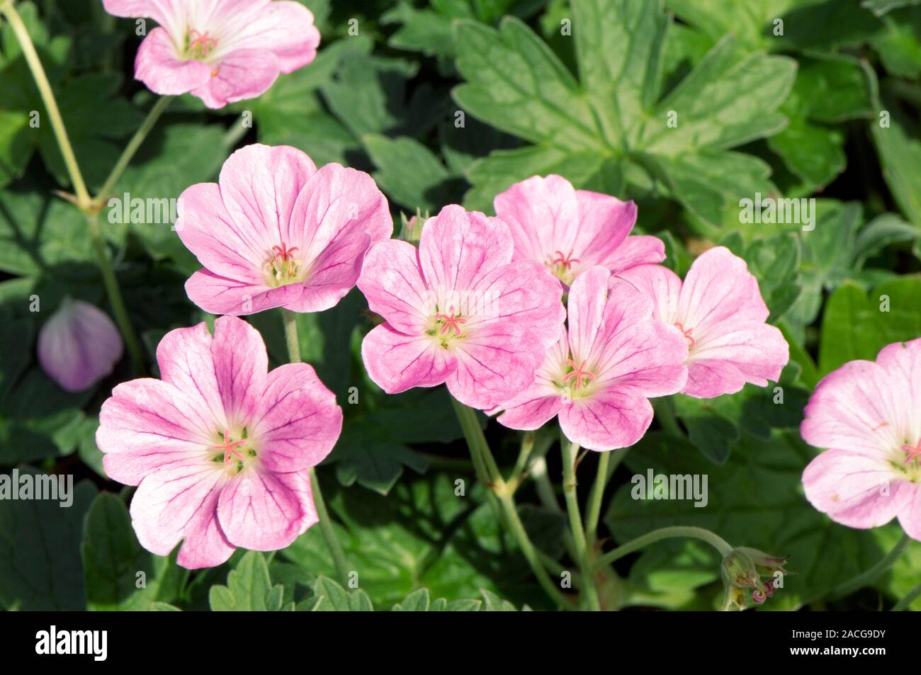 Flowers of Crane's Bill (Geranium riversleaianum 'Mavis Simpson' Stock ...