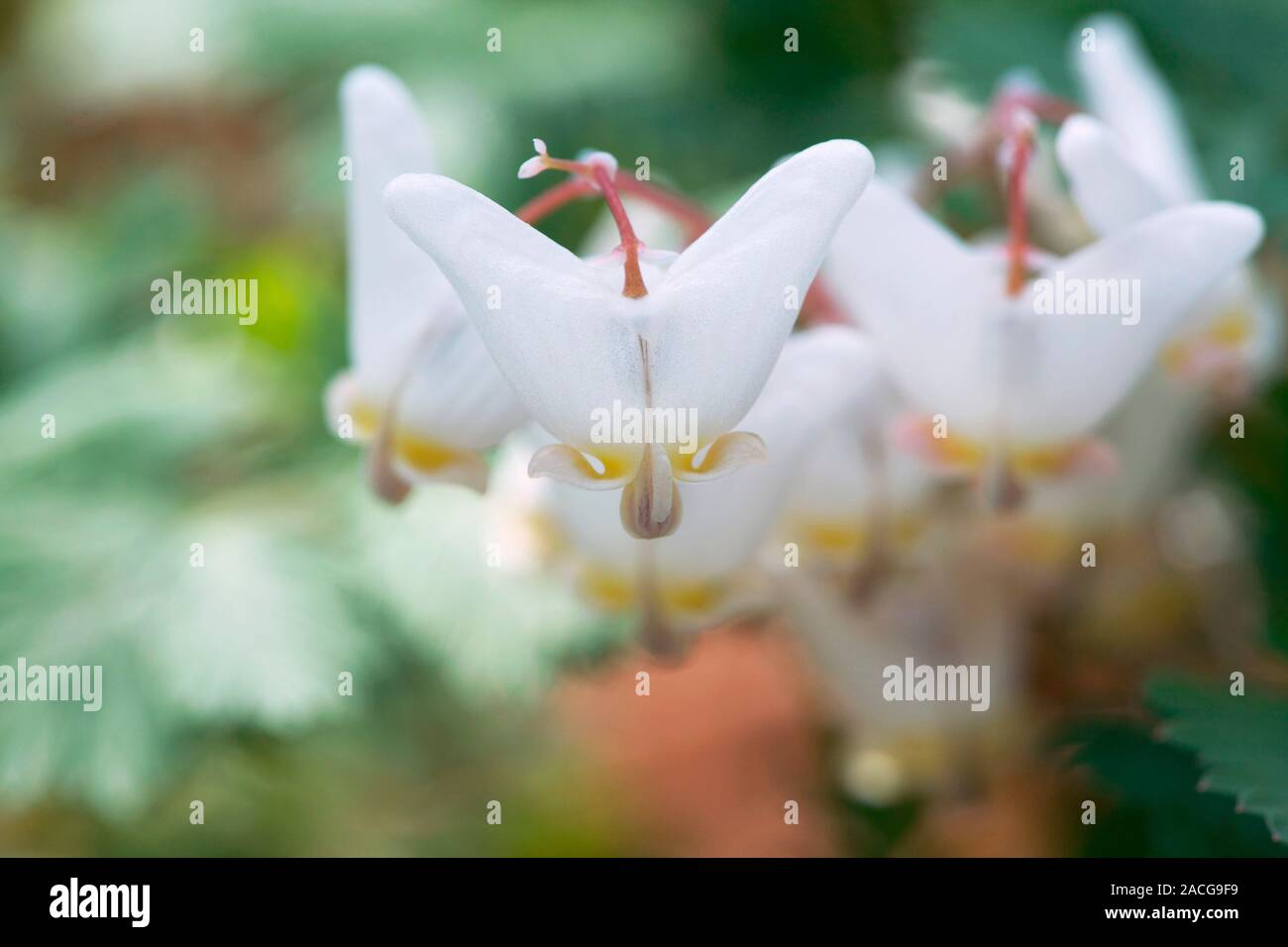 Flowers of Dutchman's Breeches (Dicentra cucullaria Stock Photo - Alamy
