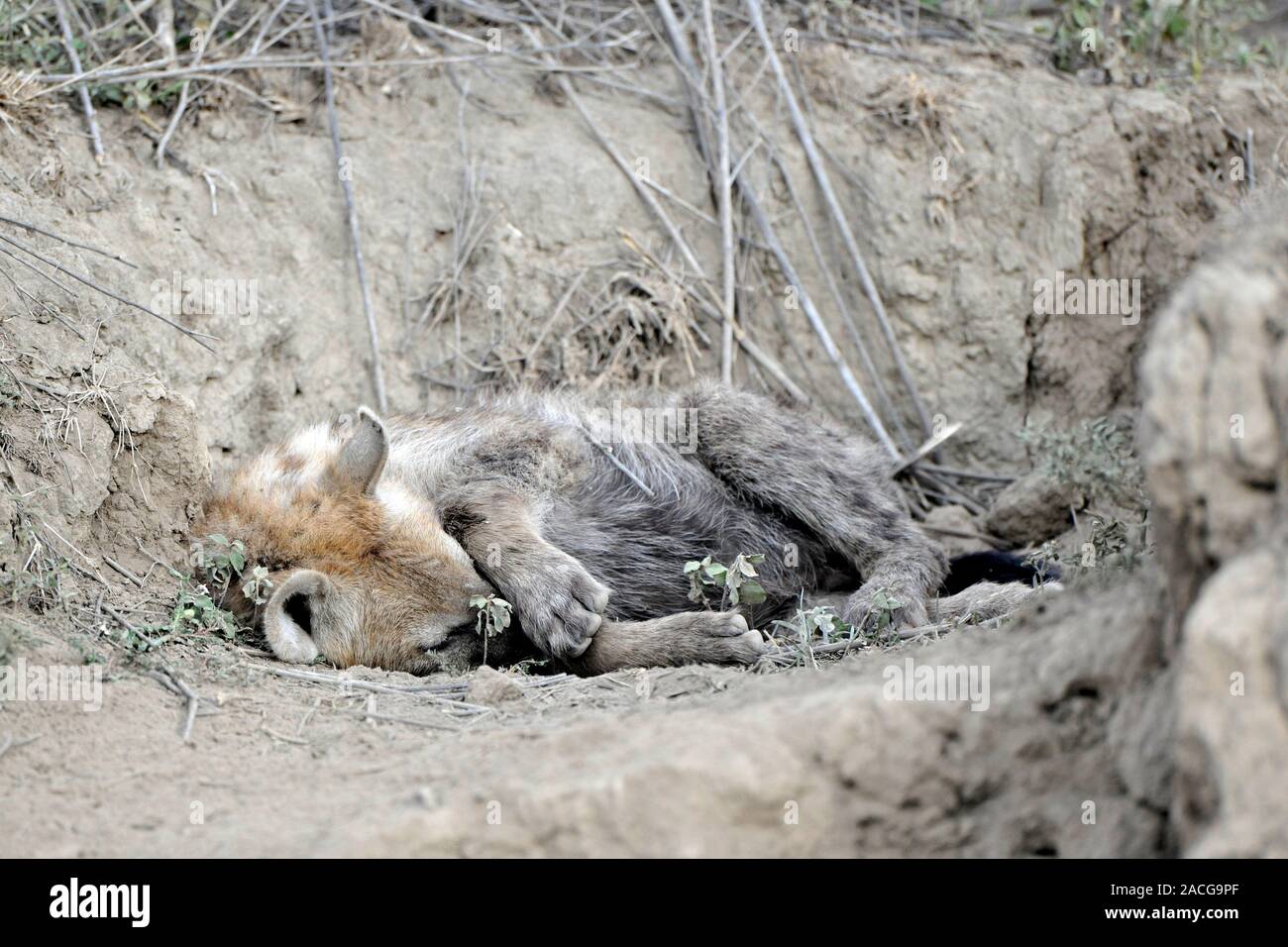 Spotted hyena resting. Spotted hyenas (Crocuta crocuta), also known as ...