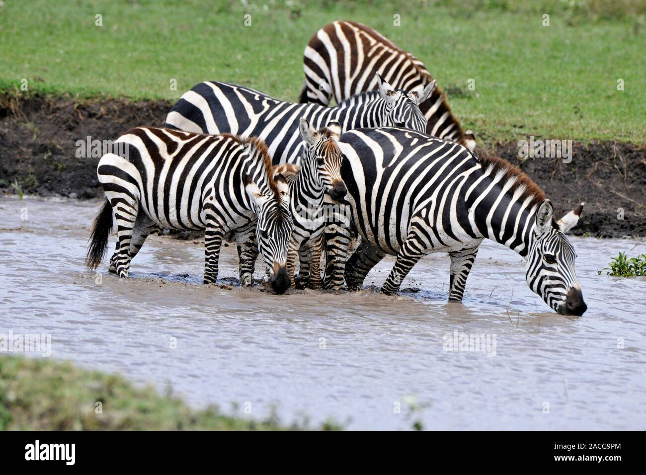 Plains zebra drinking. Plains zebra (Equus quagga), formerly known as ...