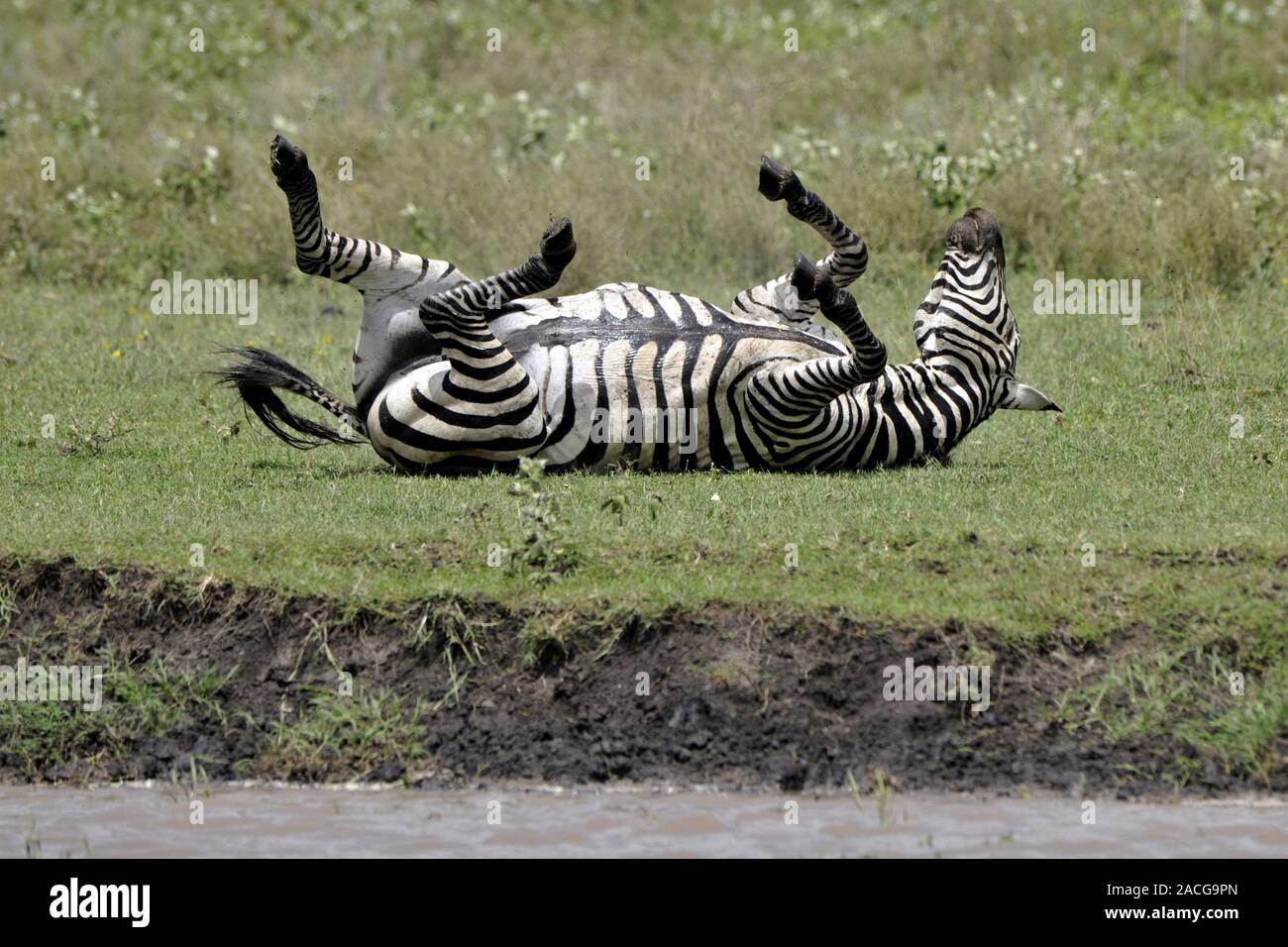 Plains zebra rolling on its back. Plains zebra (Equus quagga), formerly ...