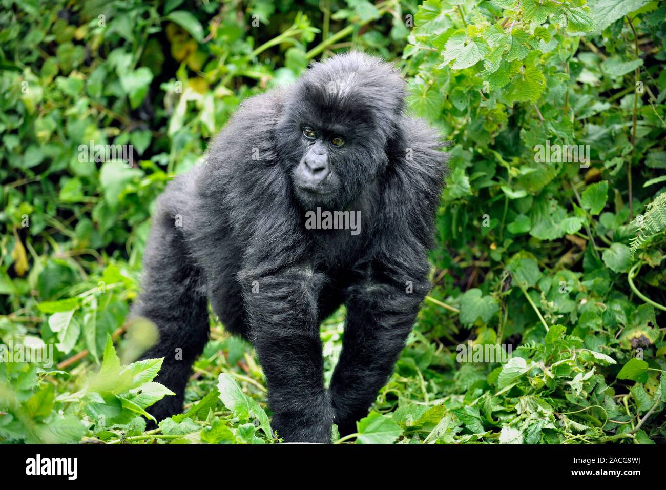 Female mountain gorilla. The mountain gorilla (Gorilla beringei ...