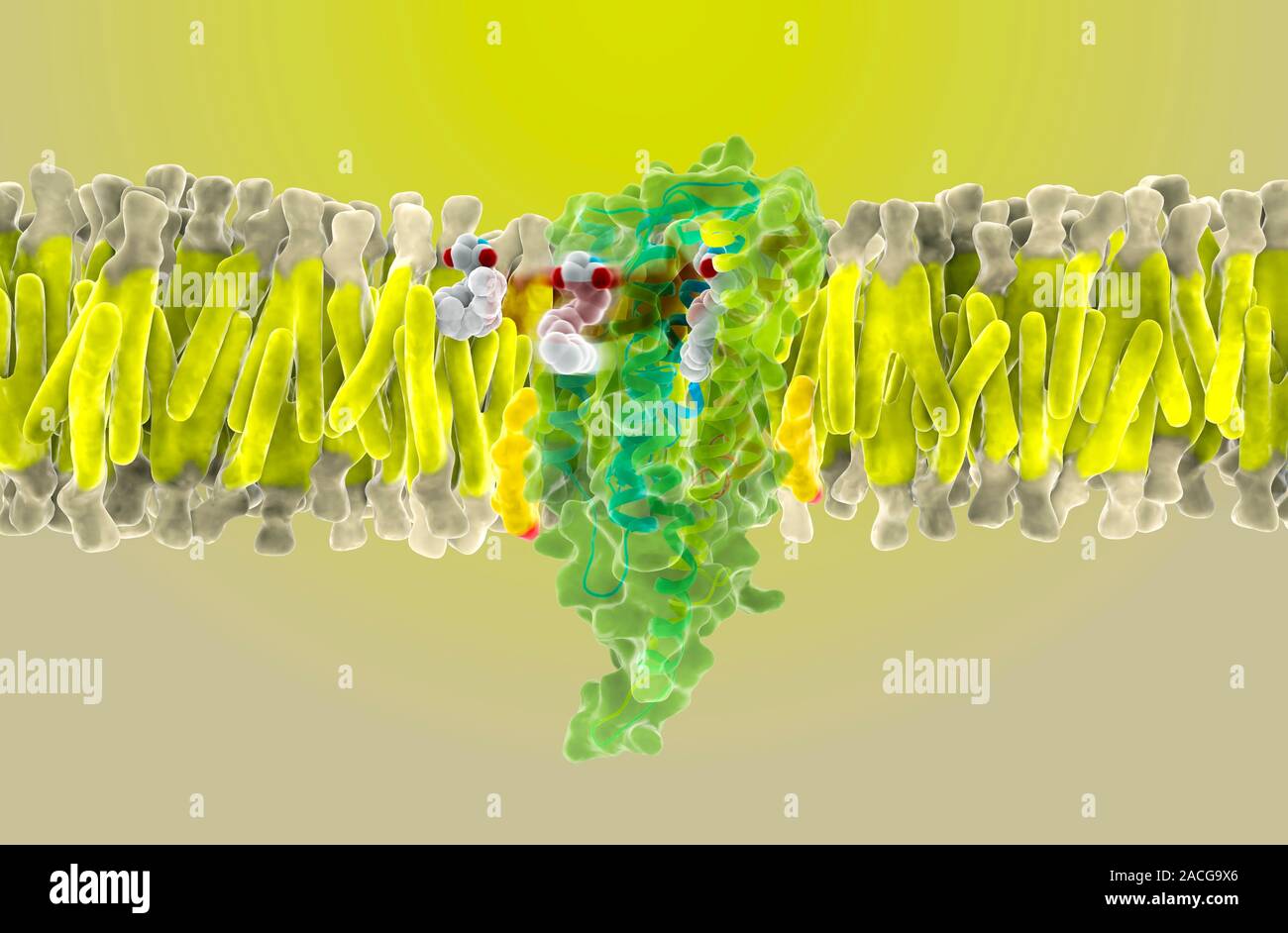 Cannabinoid receptor binding. Molecular model of an anandamide molecule ...