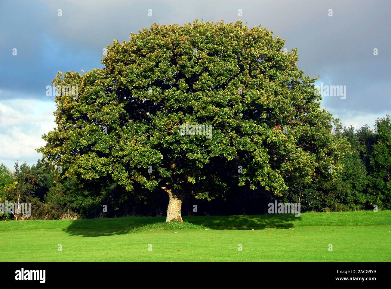 Oak tree (Quercus sp.) in a grassy area on the edge of woodland. Mature ...