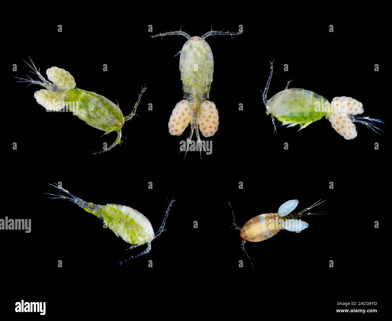 Copepods. Composite macro photographs of a selection of copepods ...