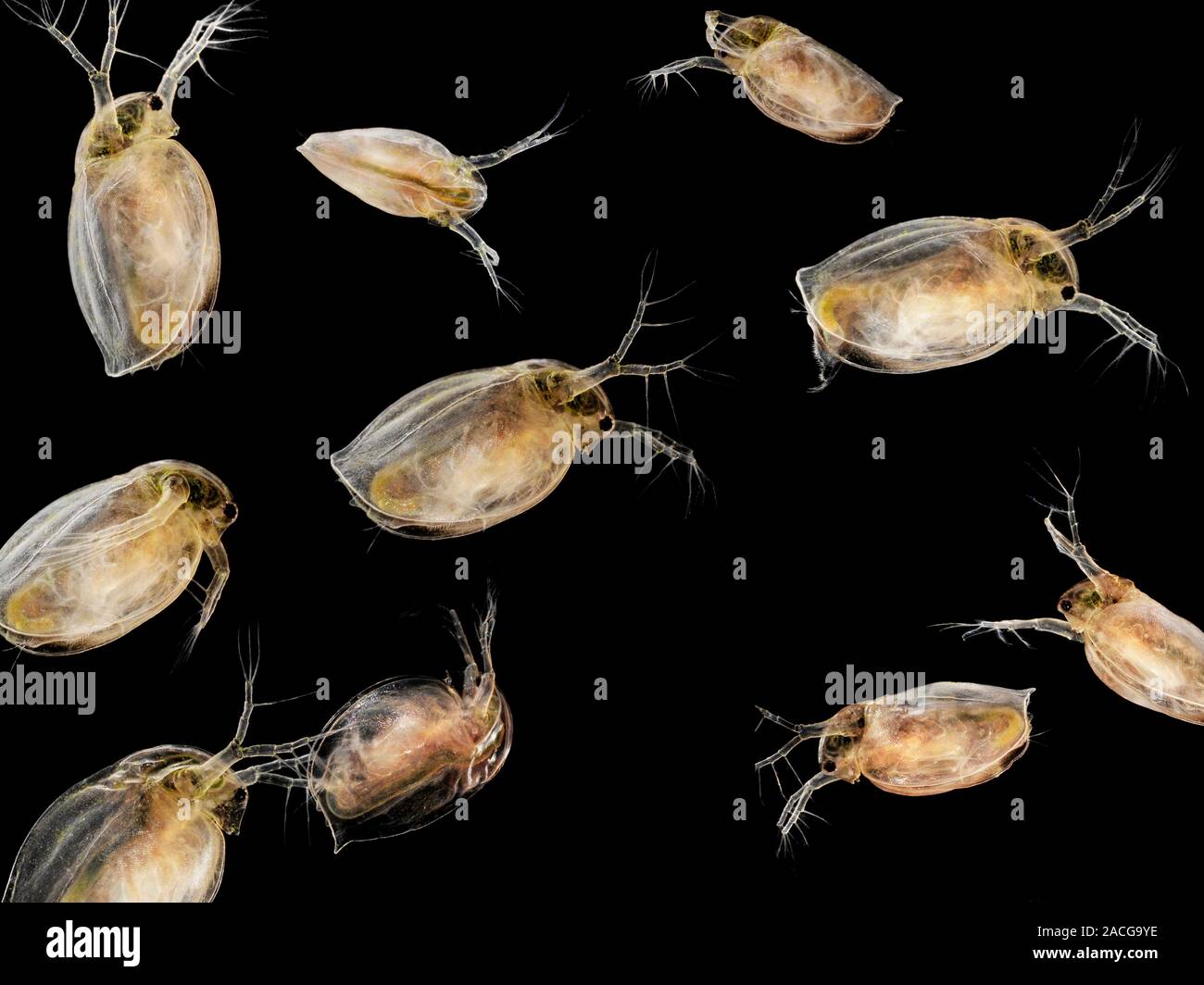 Water fleas. Macro photograph of a number of water fleas (Daphnia sp ...
