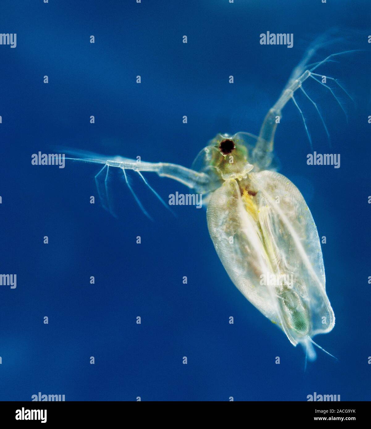 Water flea. Macro photograph of the underside of a water flea (Daphnia ...