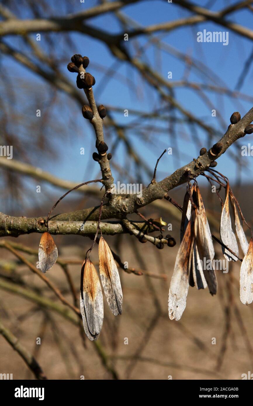 Branches and keys of an Ash tree (Fraxinus excelsior) in the Winter ...