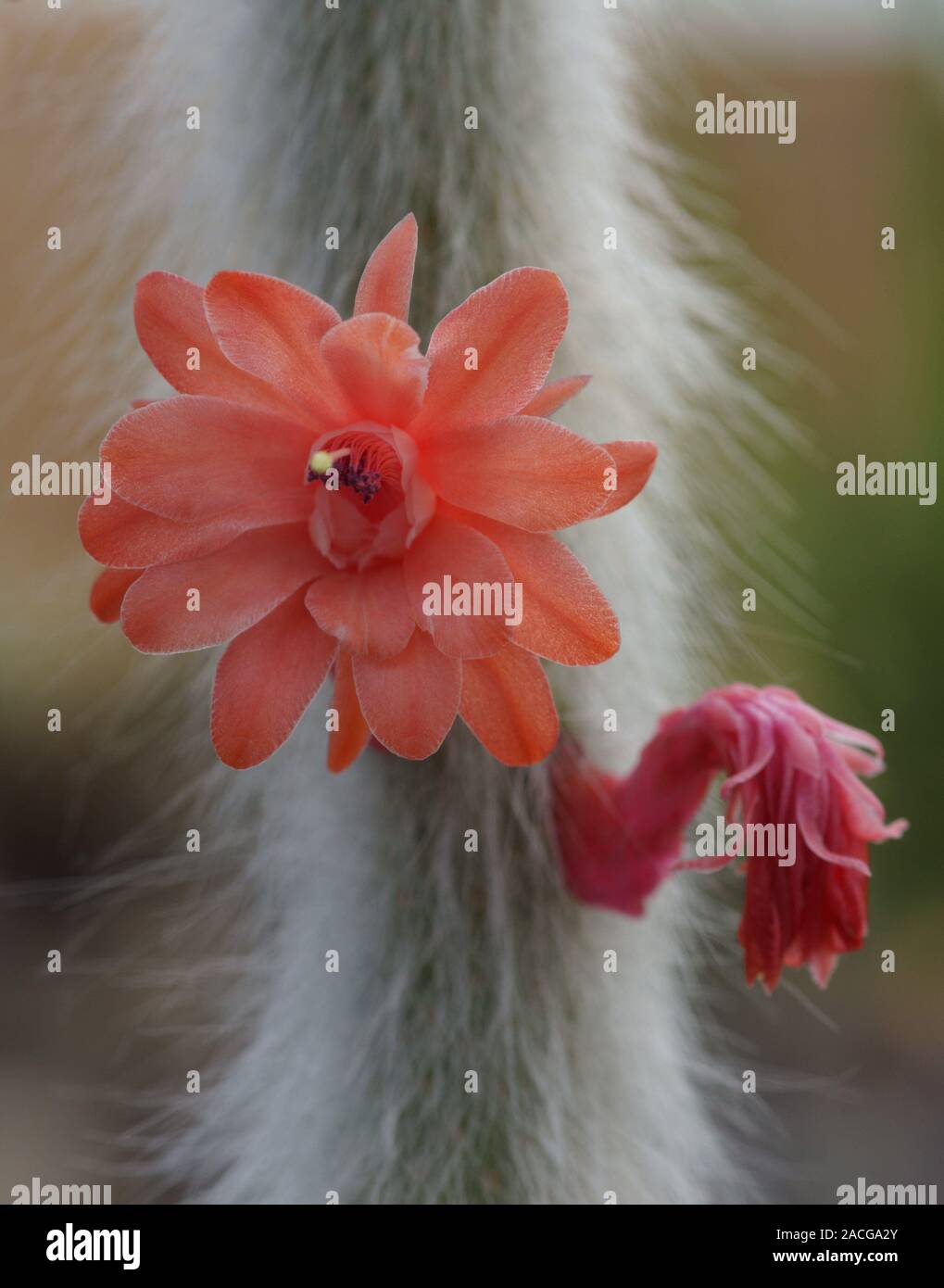 Flowers and stem of Monkey's Tail (Hildewintera colademononis Stock ...