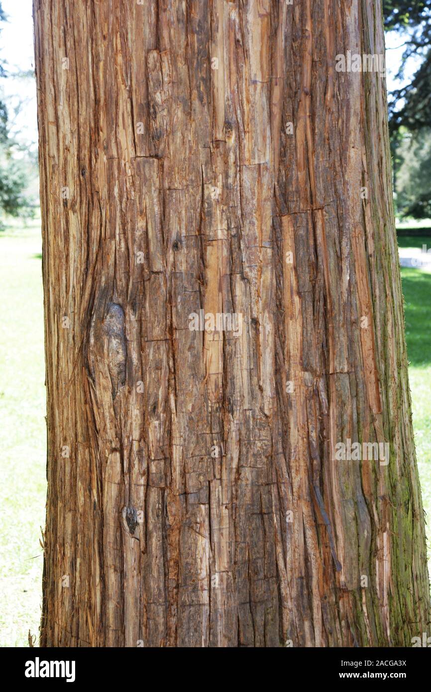 Fissured bark of White Cedar (Thuja occidentalis Stock Photo - Alamy