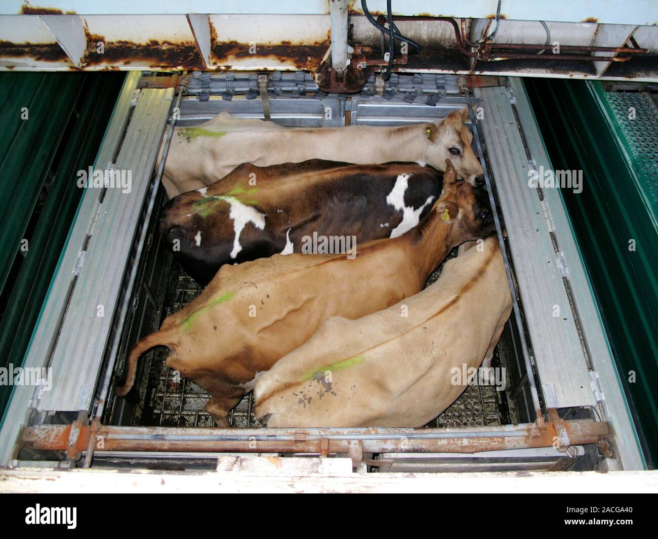 Cattle on a ferry. Cattle being transported in a pen on a ferry Stock ...