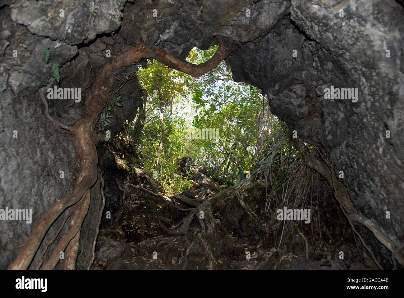 Lava tube. View up through an extinct lava tube. Lava tubes form when ...