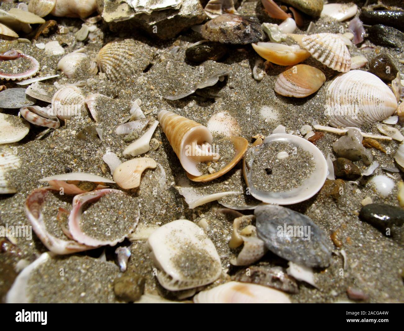 Seashells in sand. Assortment of shells from various marine animals ...