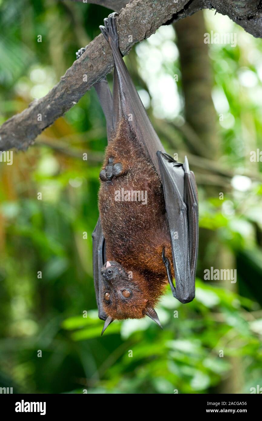 A roosting Malayan Flying Fox (Pteropus Vampyrus), also known as a ...