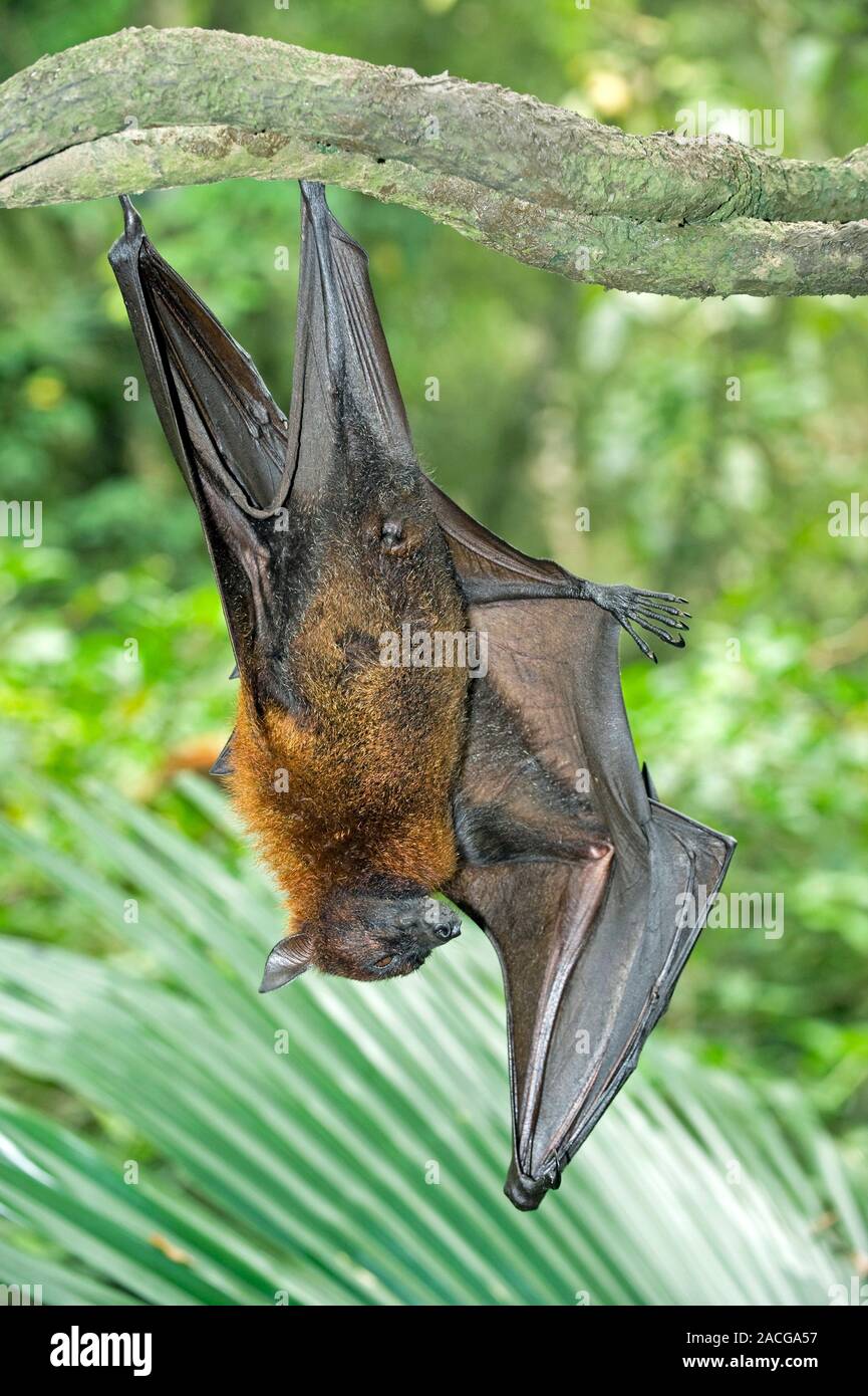 A roosting Malayan Flying Fox (Pteropus Vampyrus), also known as a ...