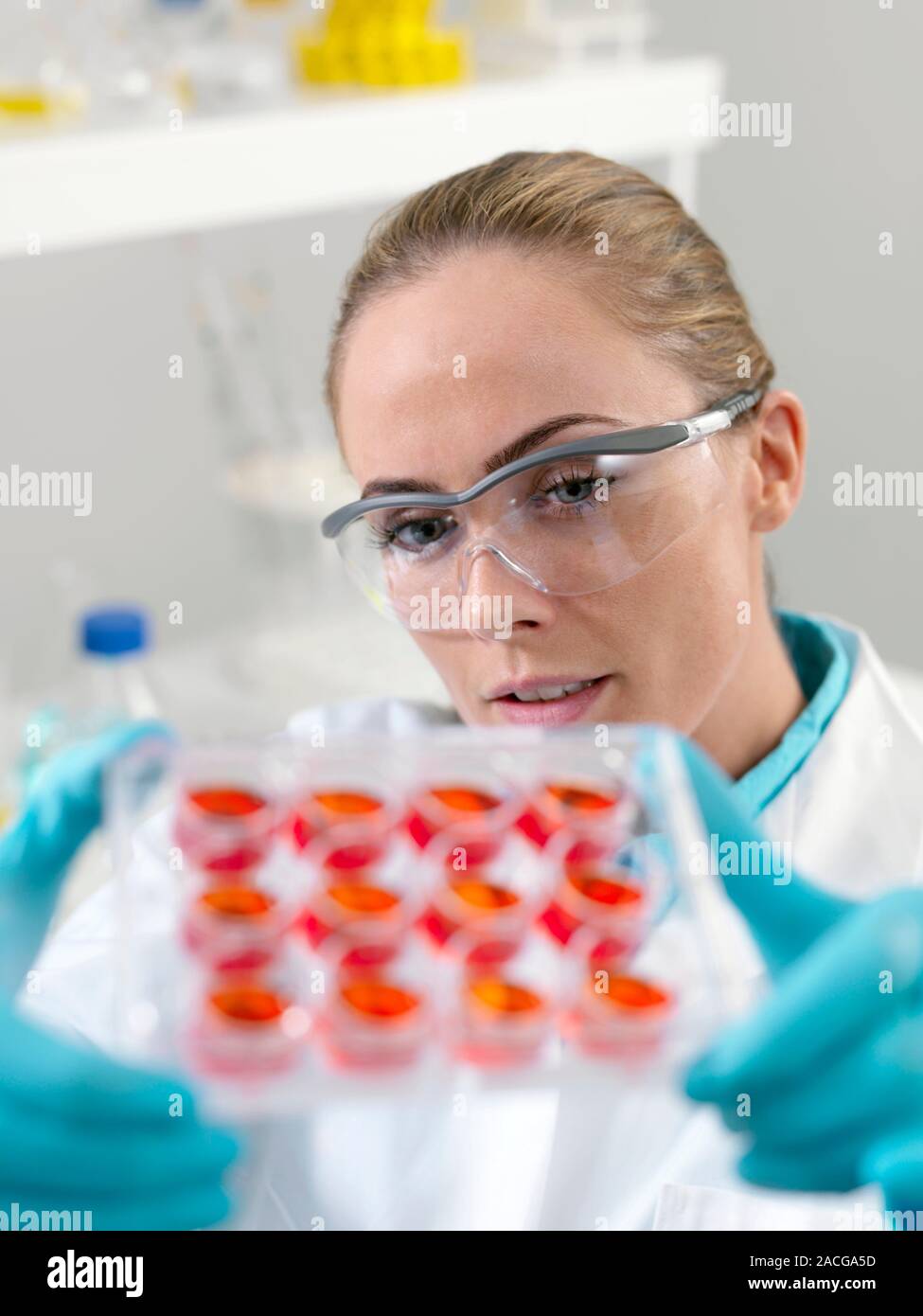Stem cell research. Scientist examining stem cell cultures Stock Photo ...