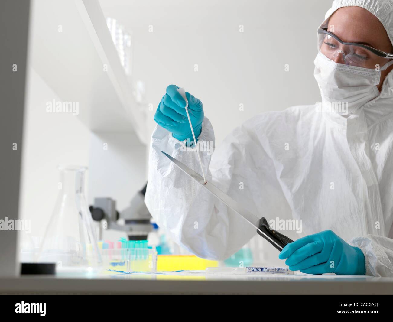 Forensic testing. Forensic scientist taking a swab from a knife for DNA ...