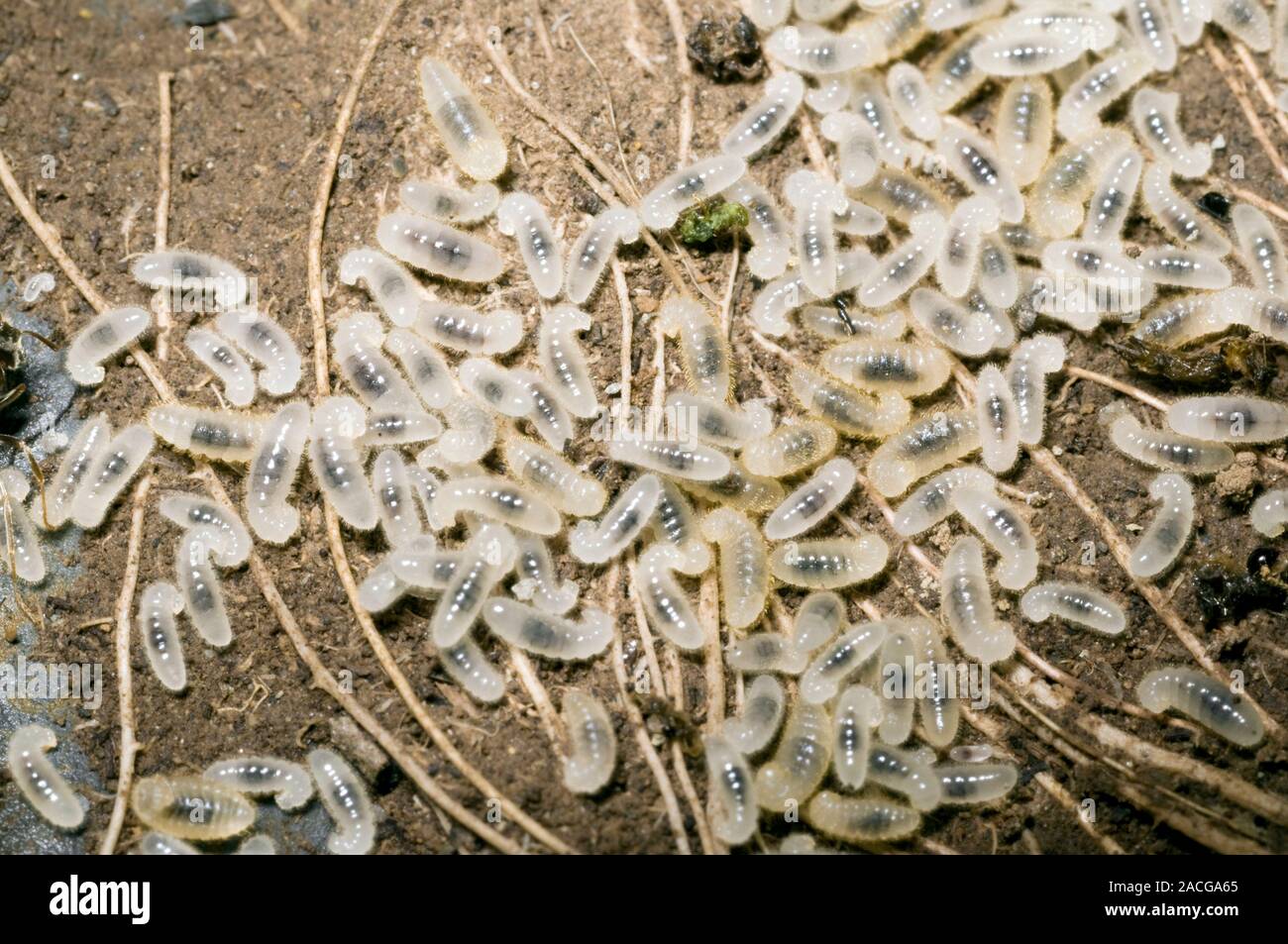 Ant larvae. Macro photograph of ant (family Formicidae) larvae in the ...