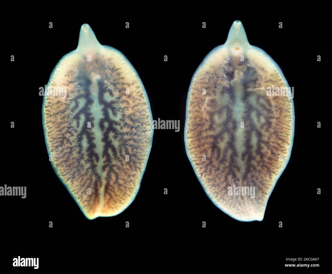 Fasciola Hepatica Adult