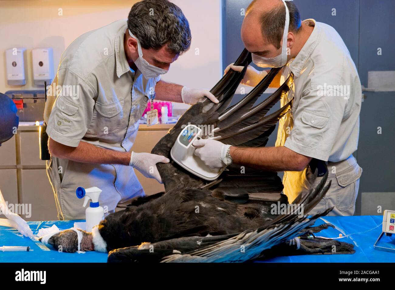 Andean Condor Conservation Project. Researchers reading an RFID ...
