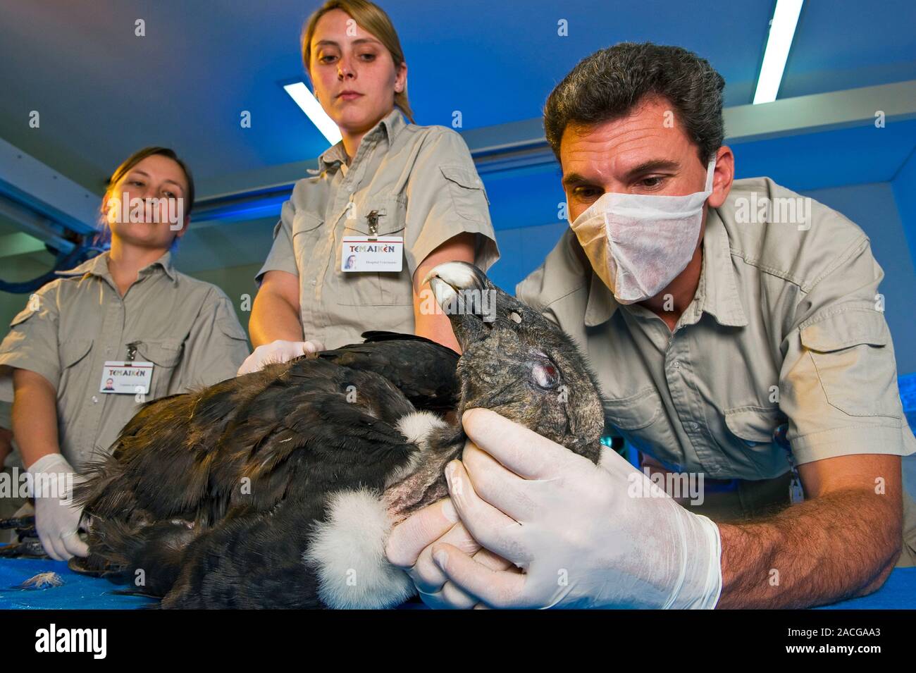 Andean Condor Conservation Project. Researchers caring for an adult ...