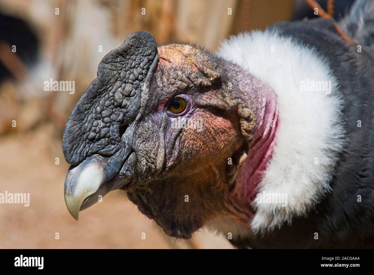 Andean condor. Close-up of the head of an Andean condor (Vultur gryphus ...