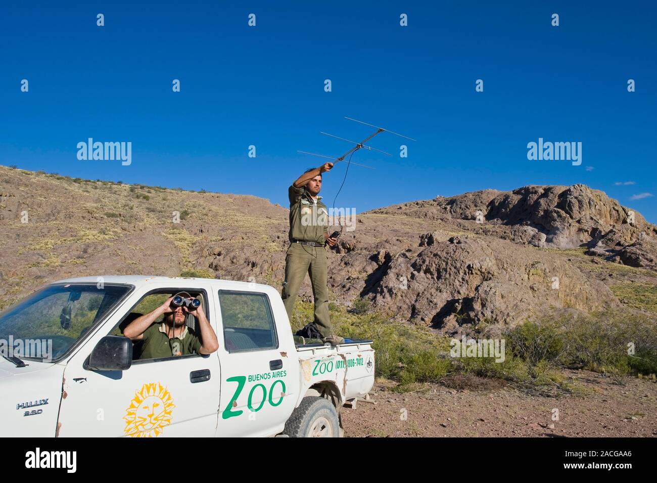 Andean Condor Conservation Project. Researchers used a radio tracking ...