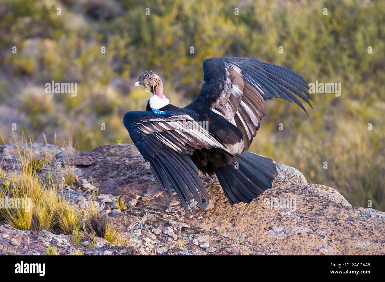 Andean condor(Vultur gryphus) on a cliff top. Andean condors are one of ...
