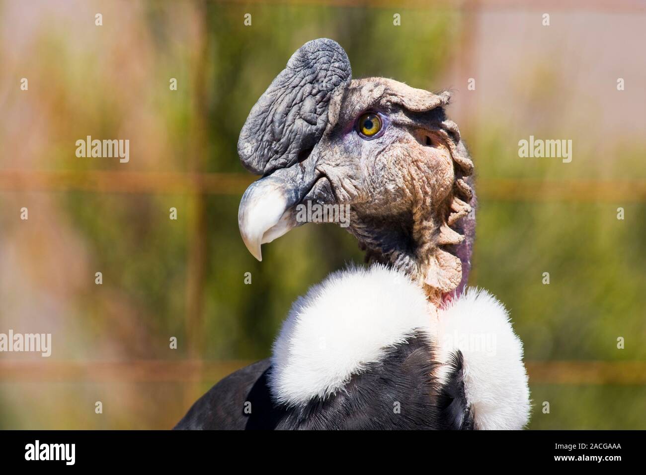 Andean condor. Close-up of the head of an Andean condor (Vultur gryphus ...