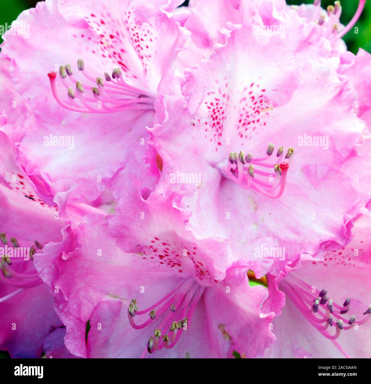 Flowers of Rhododendron 'Germania' in May. Photographed in the UK Stock ...