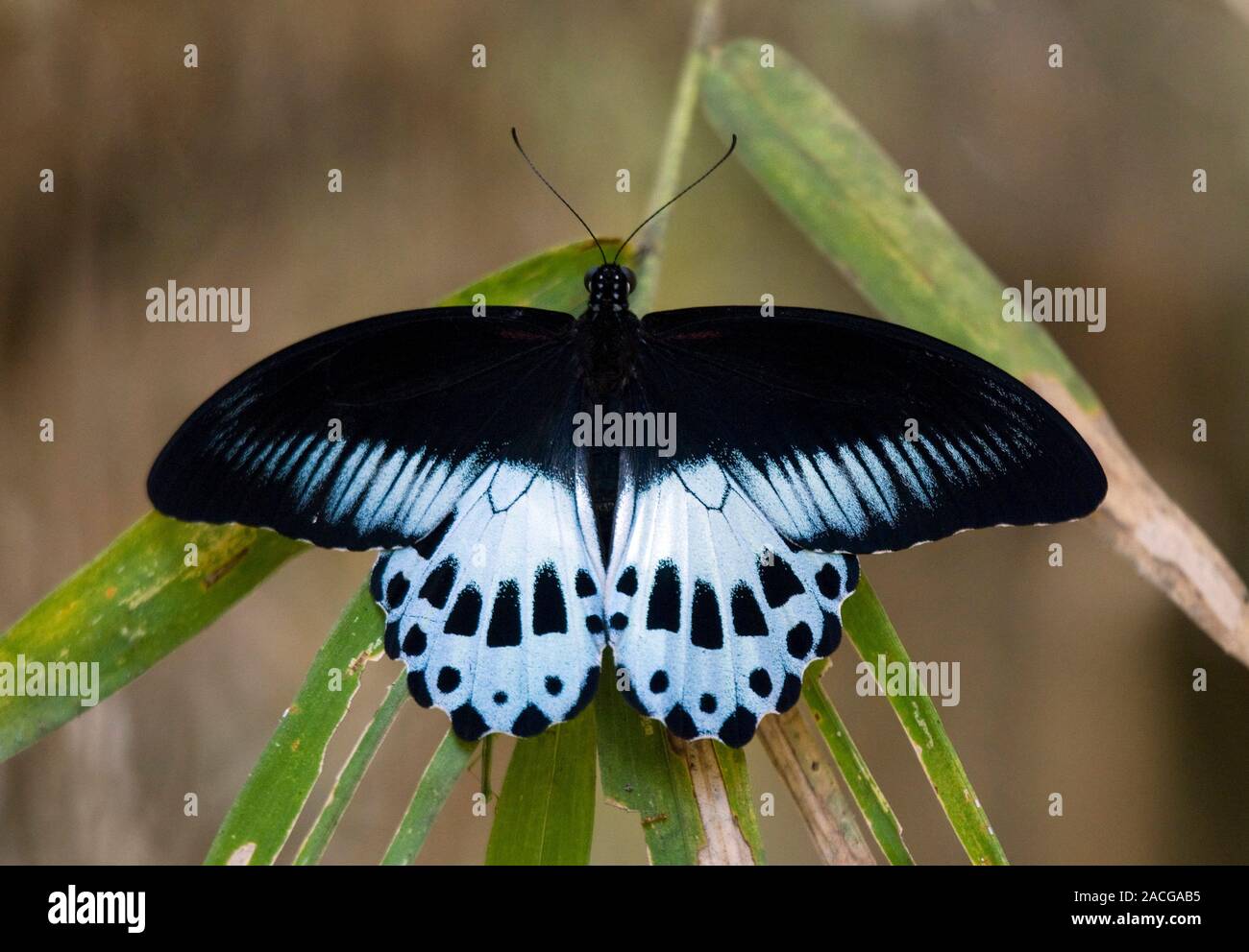 A Blue Mormon Butterfly (Papilio polymnestor), photographed in India ...
