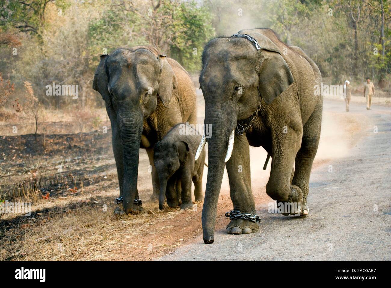Working Indian Elephants (Elephas maximus indicus) walking with chains ...
