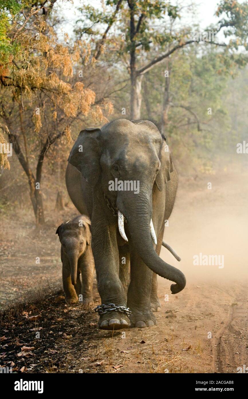Working Indian Elephants (Elephas maximus indicus) walking with chains ...