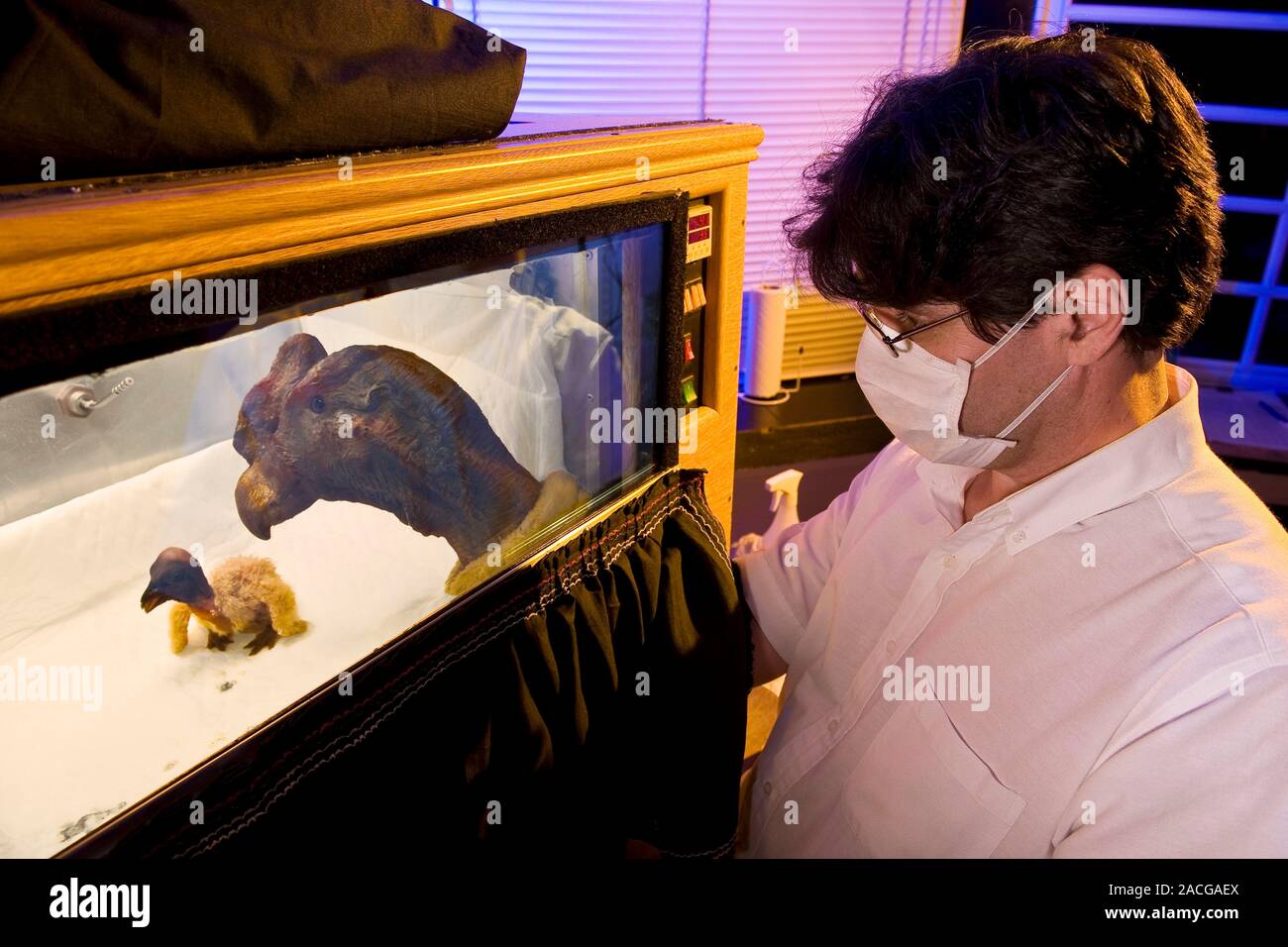 Andean Condor Conservation Project. Worker feeding an Andean condor ...