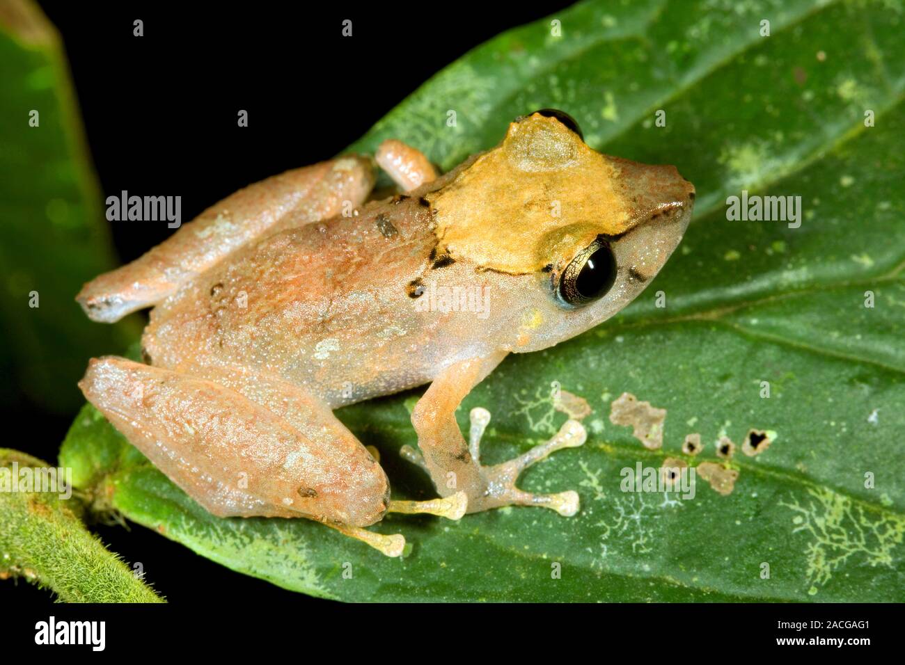 Rain frog (Pristimantis ockendeni). Also known as the carabaya robber ...