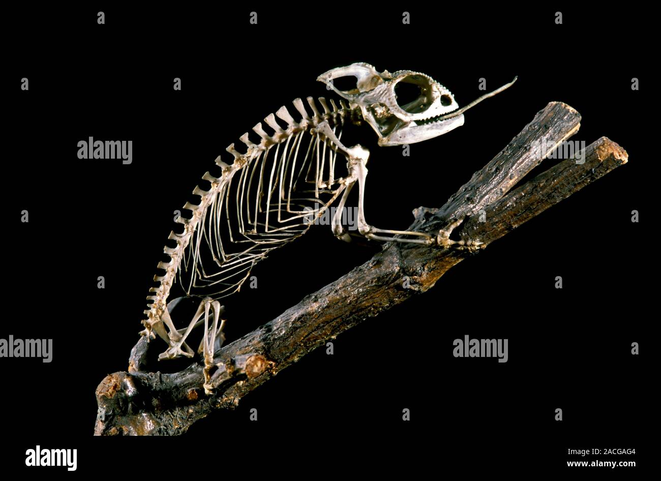 19th century chameleon skeleton. 19th century skeleton of a chameleon ...