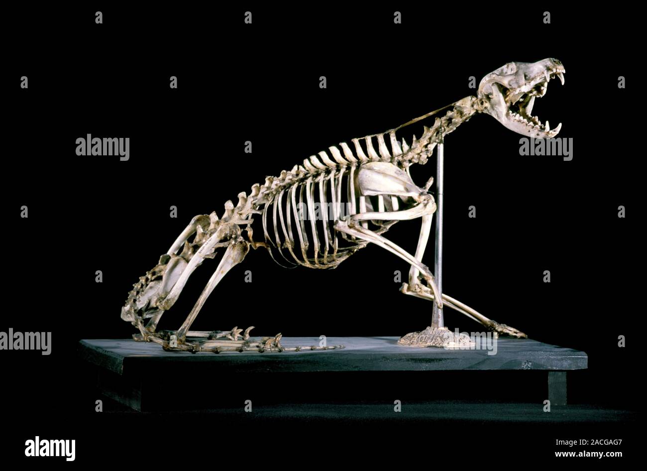 19th century fox skeleton. 19th century skeleton of a fox (family ...