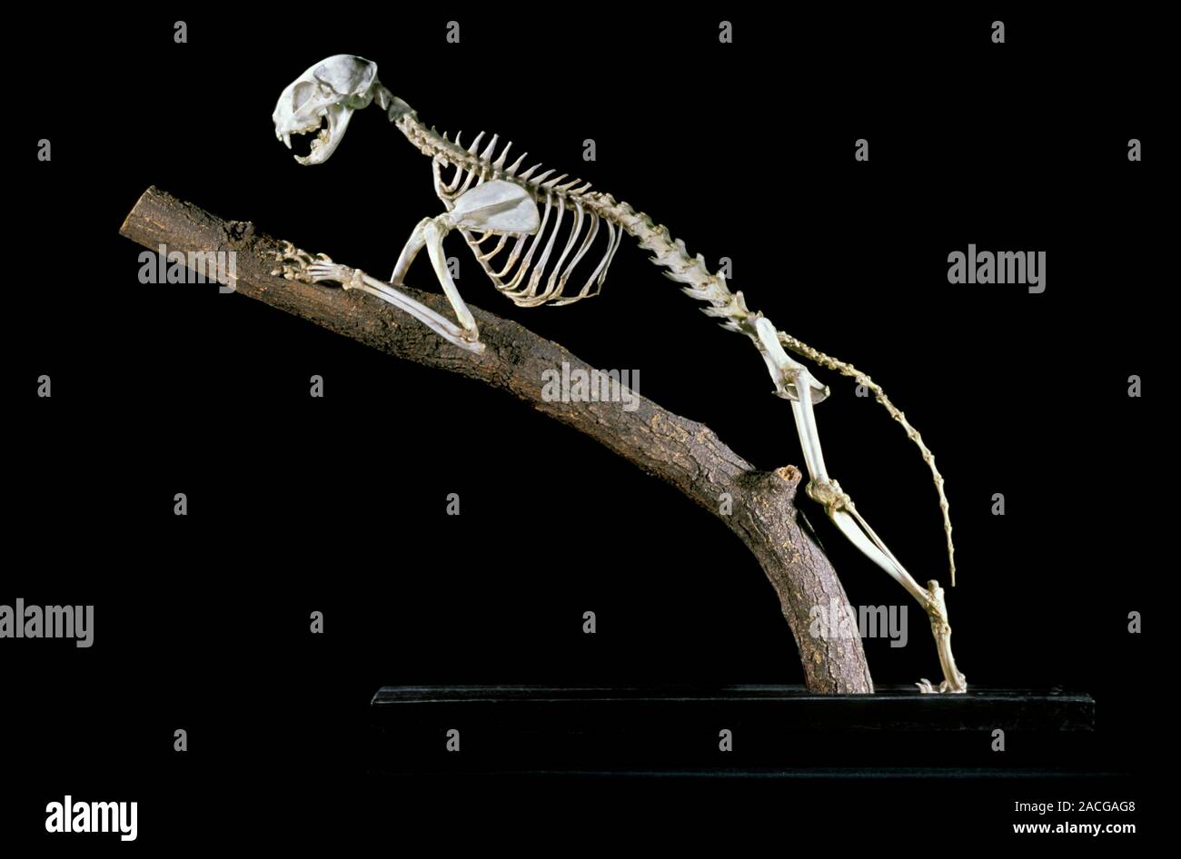 19th century cat skeleton. 19th century skeleton of a cat (Felis ...