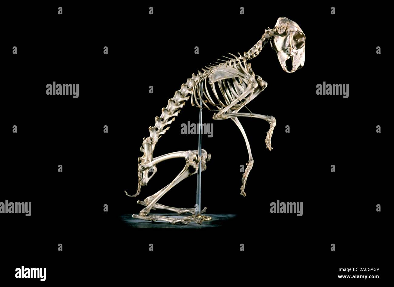 19th century hare skeleton. 19th century skeleton of a hare (Lepus sp ...