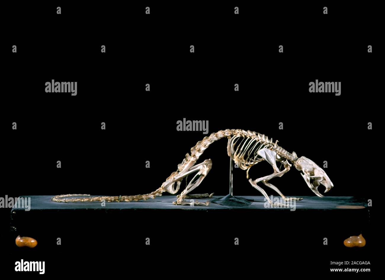 19th century rat skeleton. 19th century skeleton of a rat (Rattus sp ...