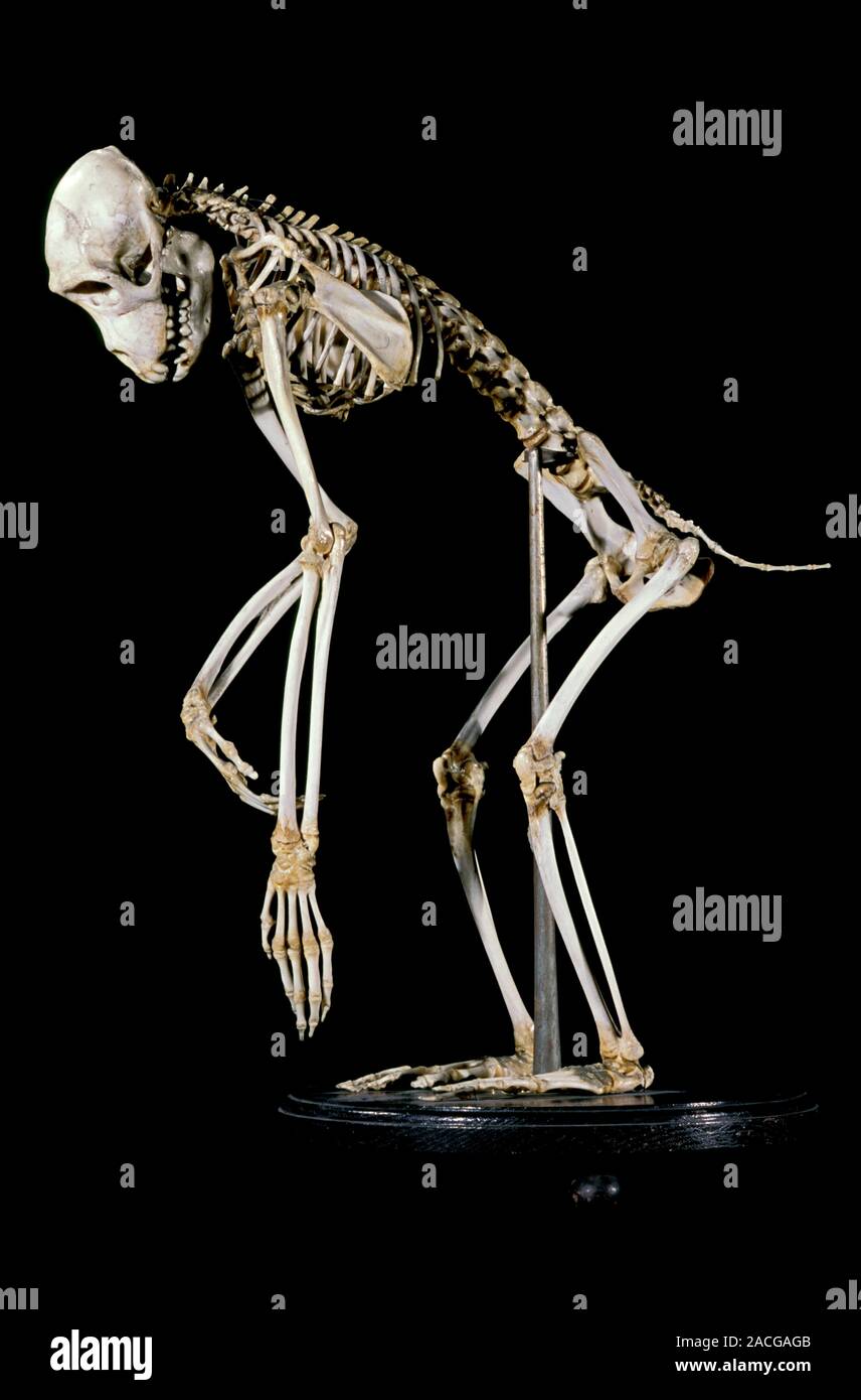 19th century monkey skeleton. 19th century skeleton of a monkey ...