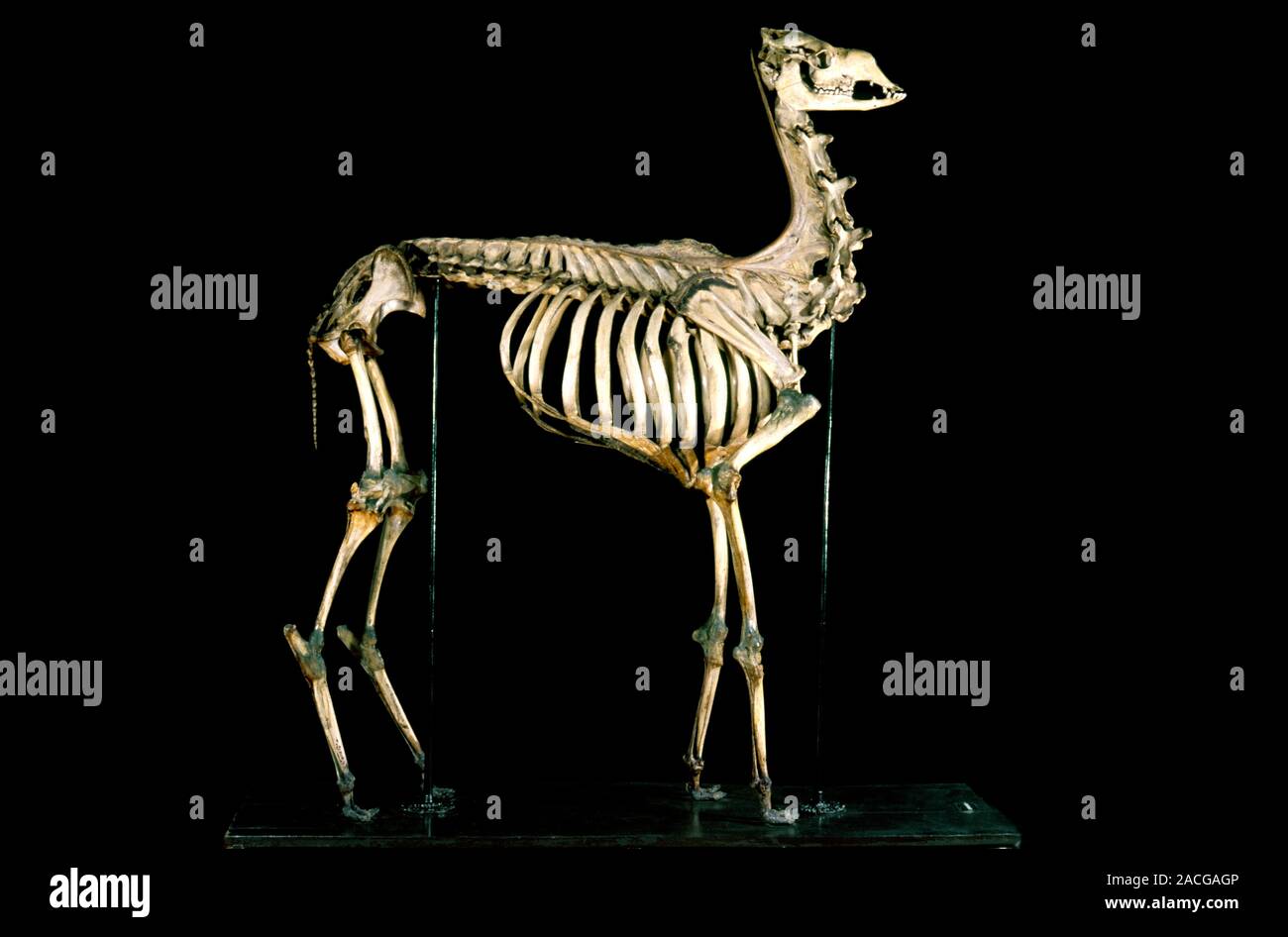 19th century dromedary camel (Camelus dromedarius) skeleton ...